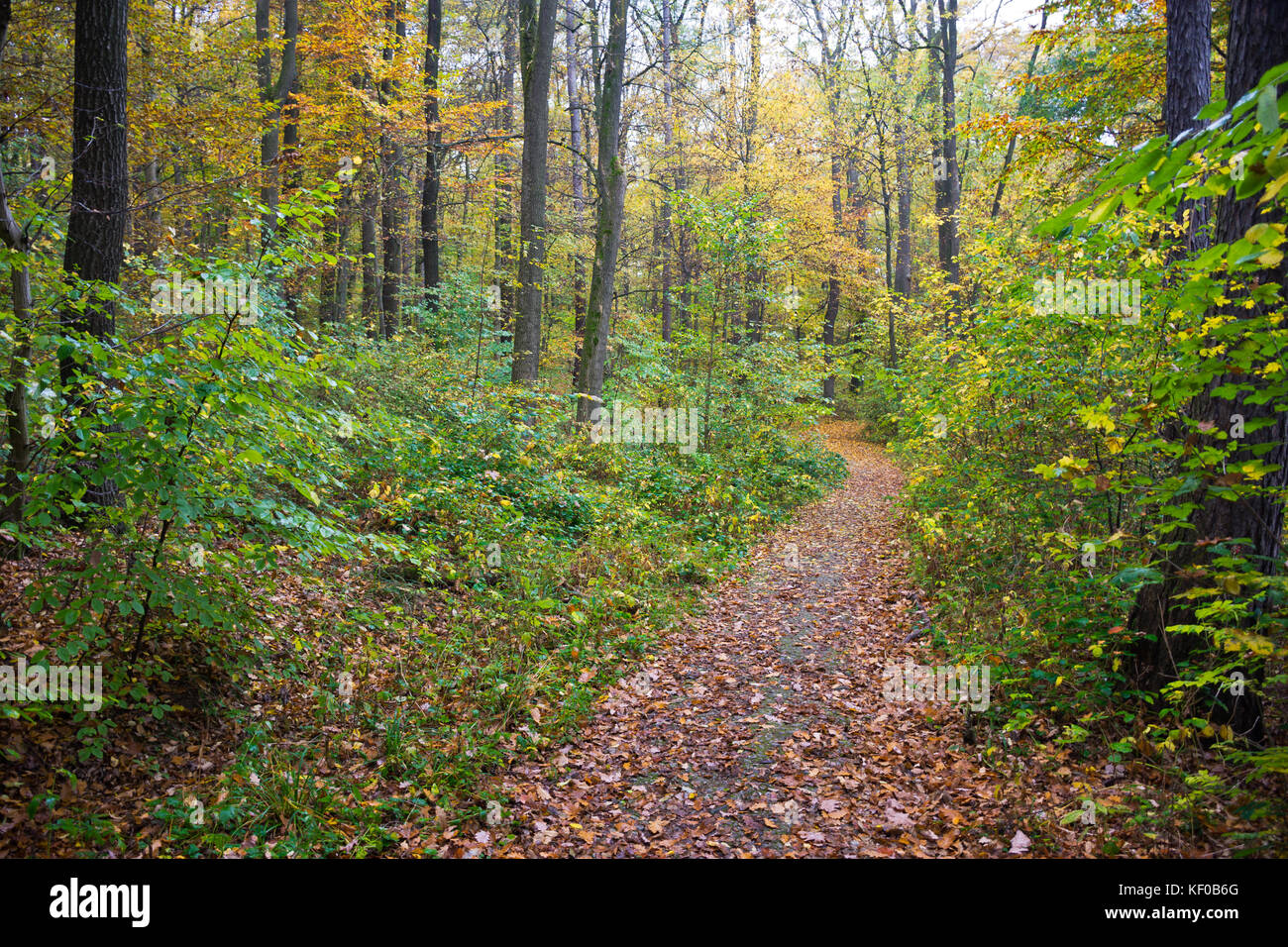 Hiking trail in a deciduous forest on a foggy gloomy day in autumn ...