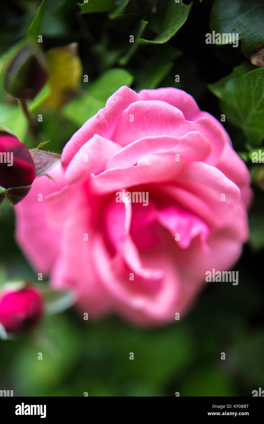 Blue magenta rose hi-res stock photography and images - Alamy