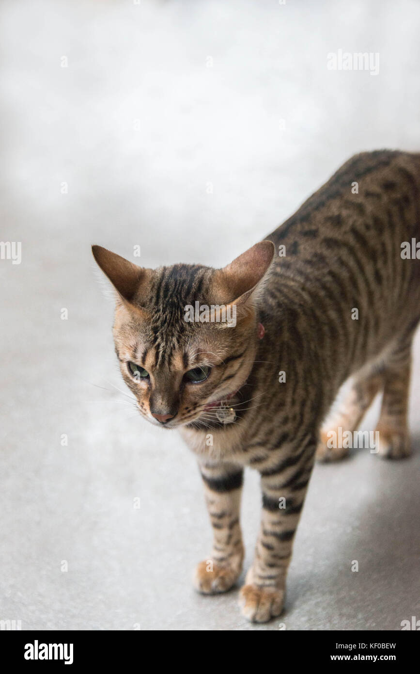 Close up of a bengal cat Stock Photo - Alamy