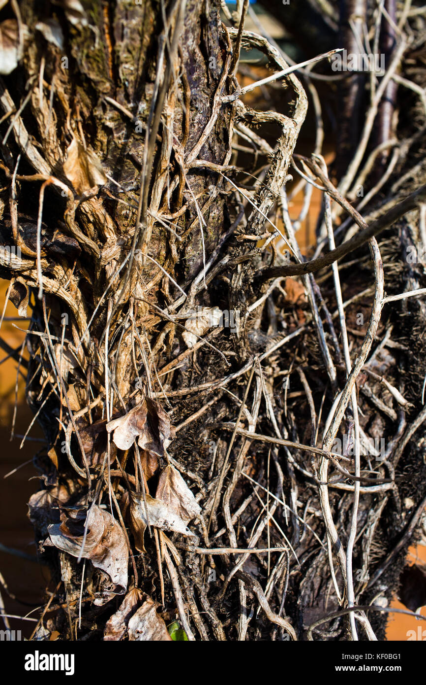 An old weathered wooden shed with dead ivy or vine attached tot he wood ...