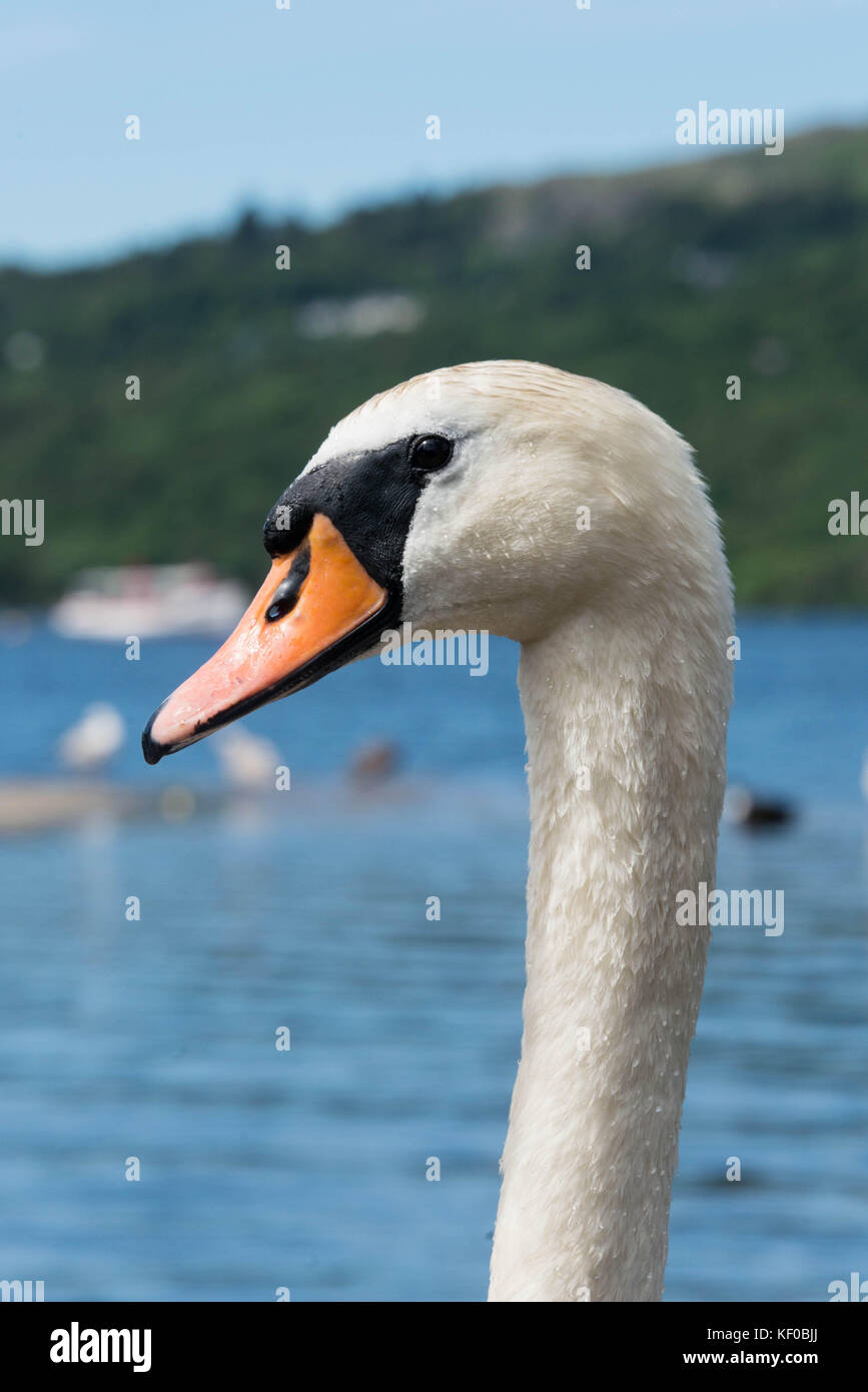 Wild animals in wales hi-res stock photography and images - Alamy