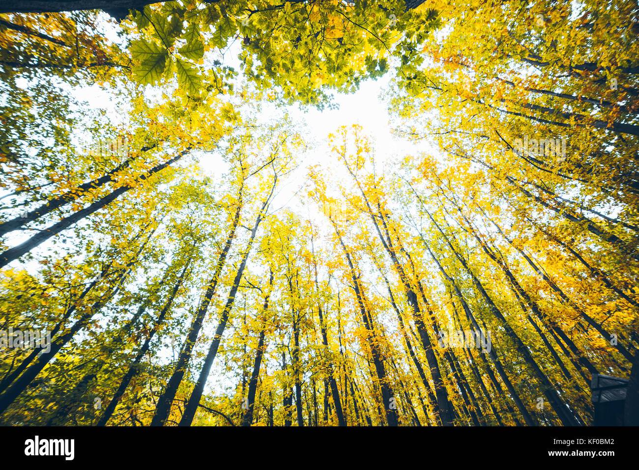 view on autumn tree with yellow leaves from bottom to top Stock Photo ...