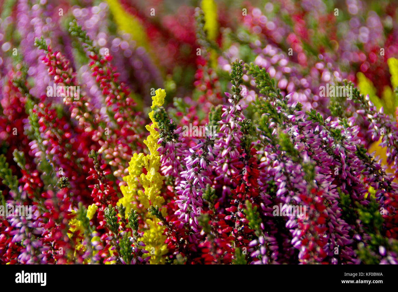 A colorful composition of heather flowers. Typical of autumn plants ...