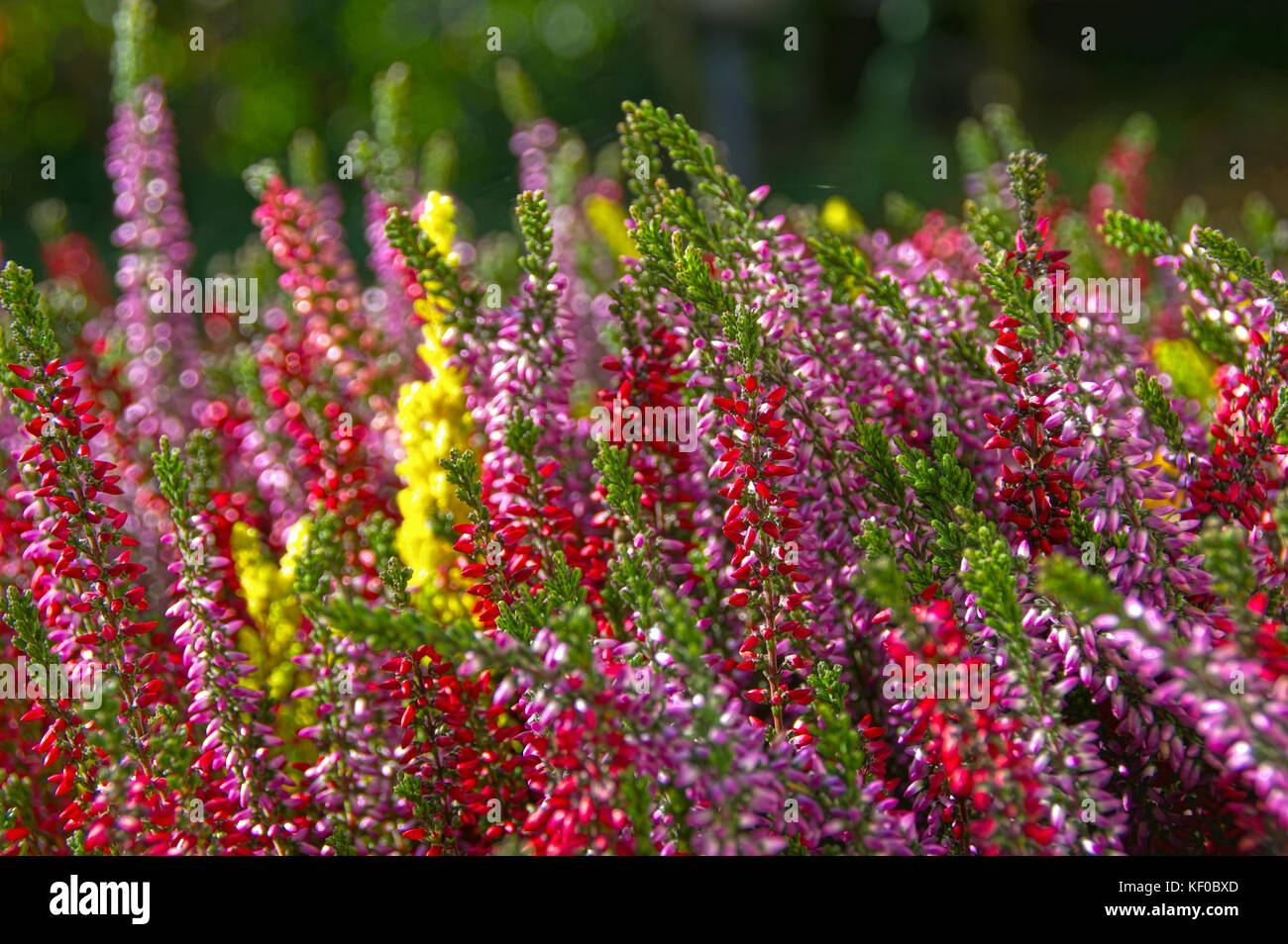 A colorful composition of heather flowers. Typical of autumn plants ...