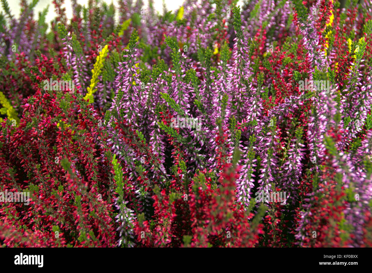 A colorful composition of heather flowers. Typical of autumn plants ...