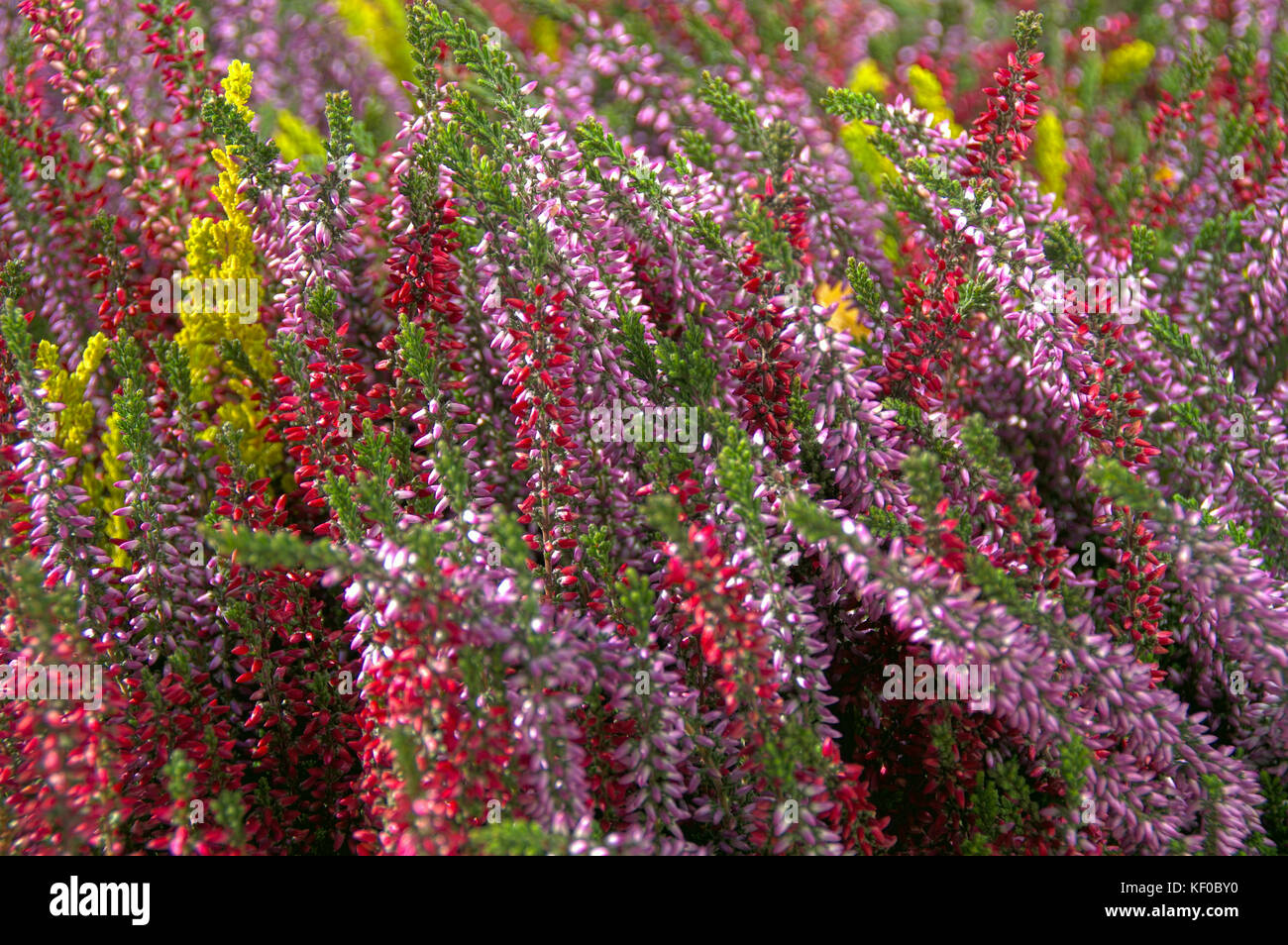 A colorful composition of heather flowers. Typical of autumn plants ...