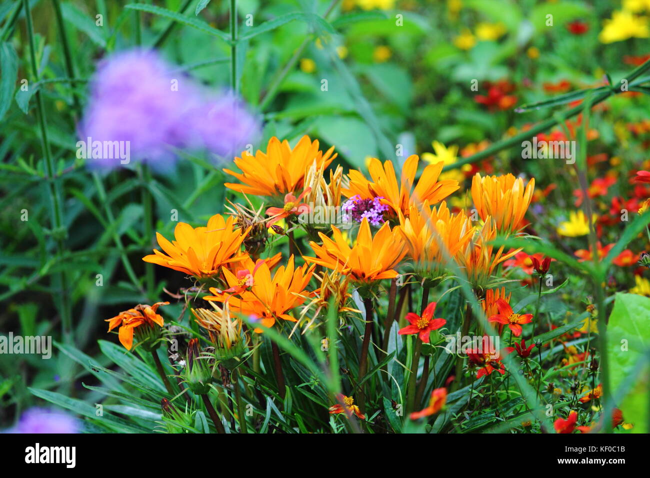 Fire Wheel Flowers High Resolution Stock Photography and Images - Alamy