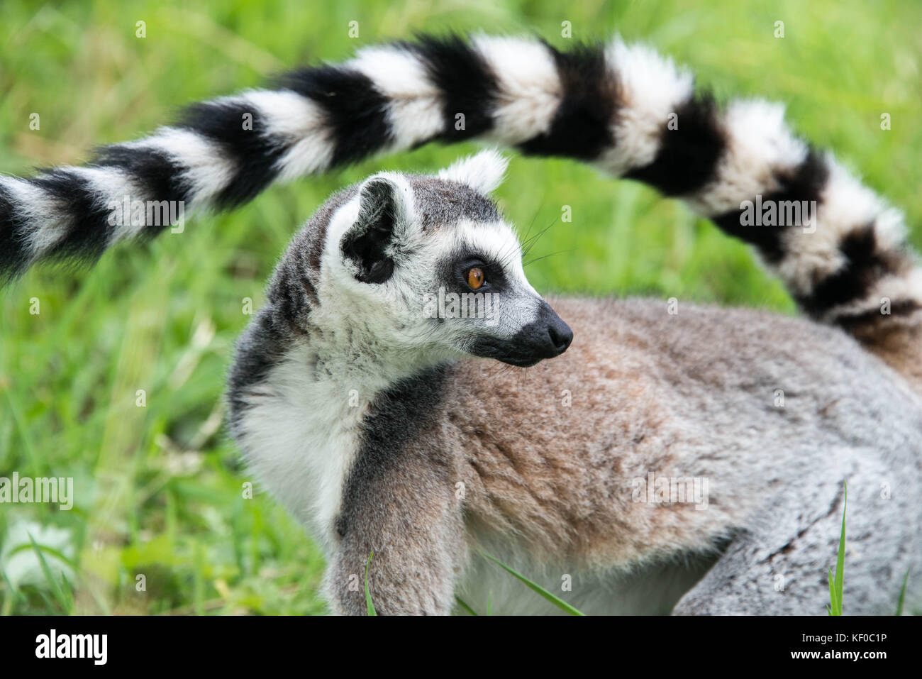 Side view of a ring tailed lemur with its long striped tail raised over ...