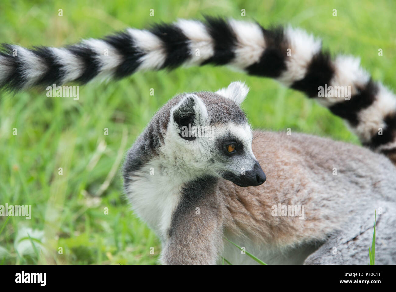 Side view of a ring tailed lemur with its long striped tail raised over ...
