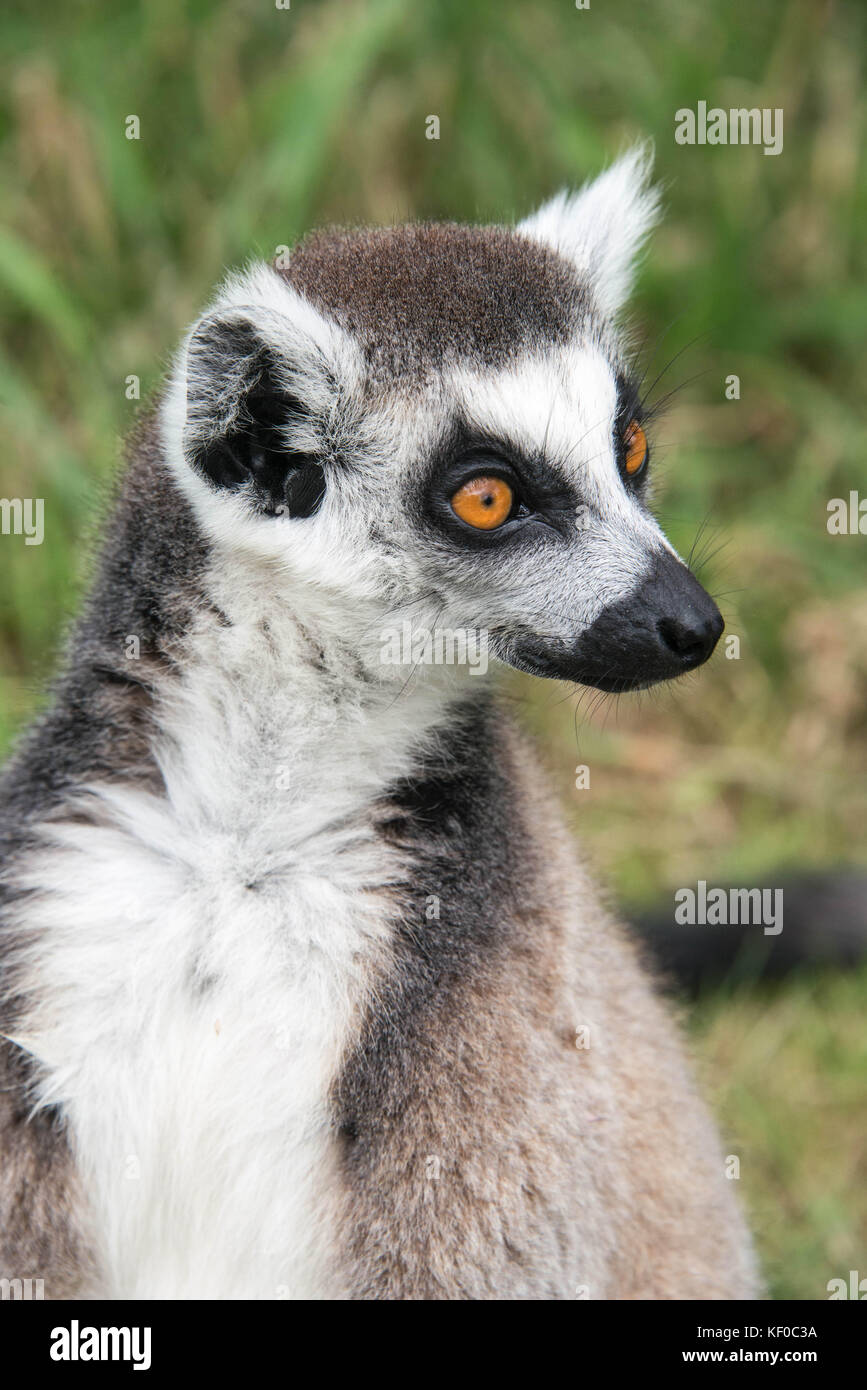 Close up of a ring tailed lemur Stock Photo - Alamy
