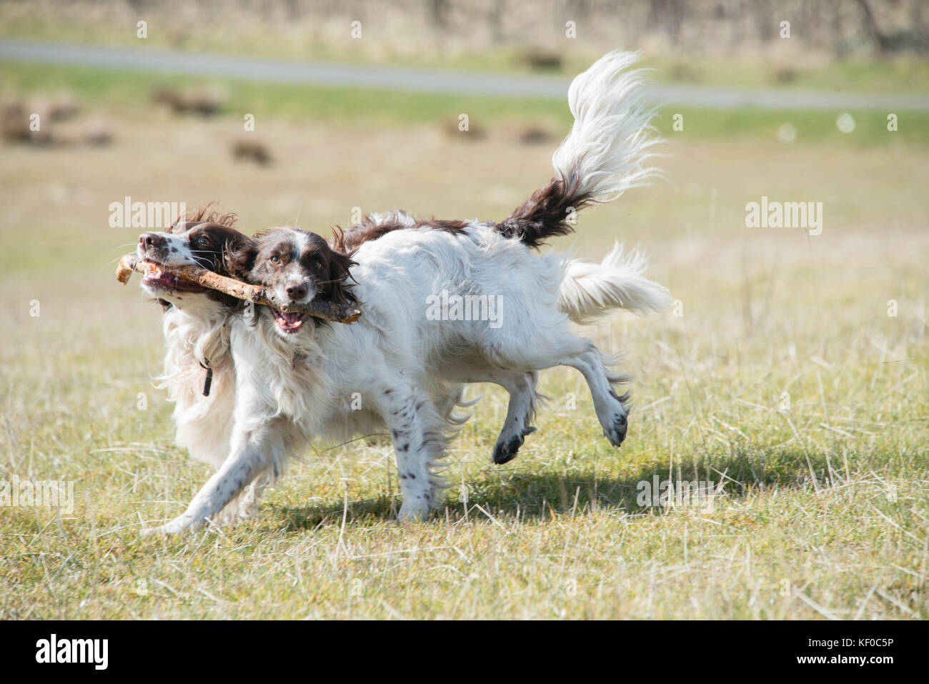 Playful springer spaniels carrying a stick during a walk through fields ...