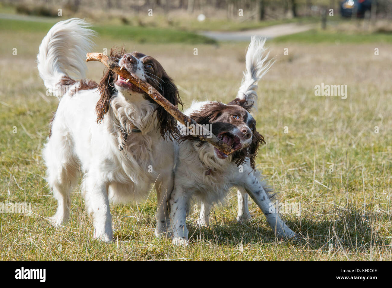 Playful springer spaniels carrying a stick during a walk through fields ...