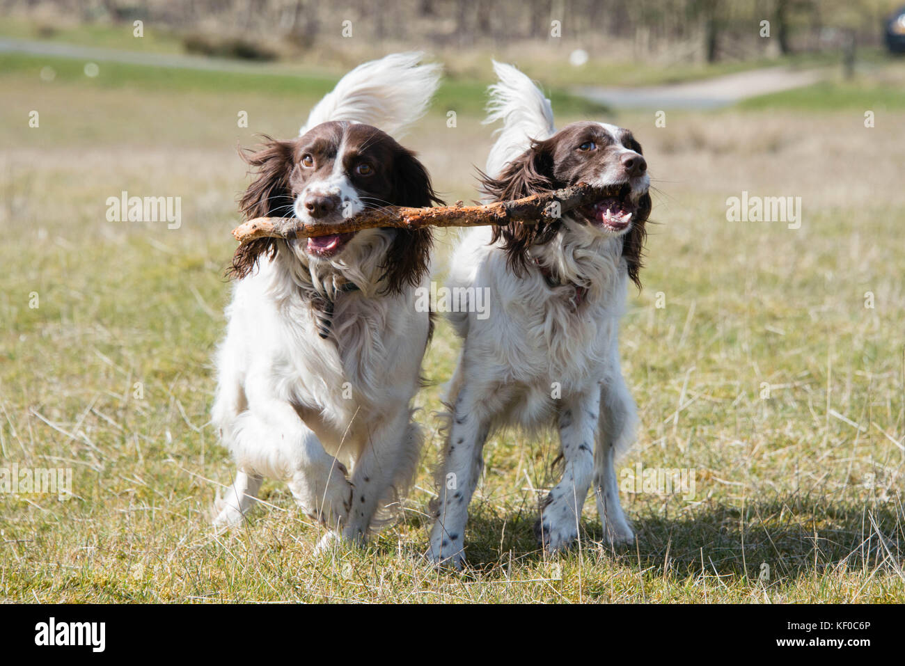 Are English Springer Spaniels Playful
