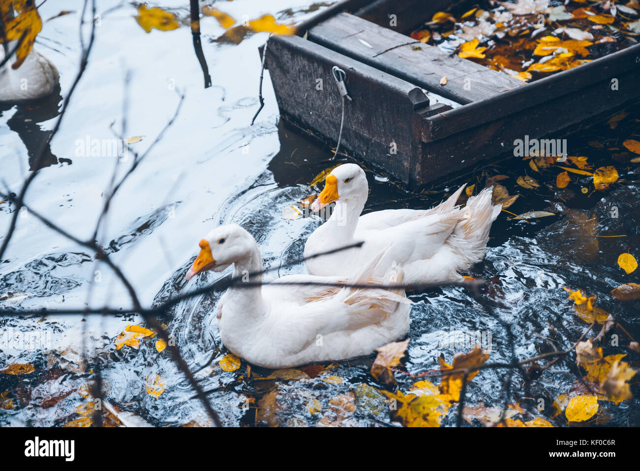 swan sweem in the lake in autumn day under tree with yellow leaves ...
