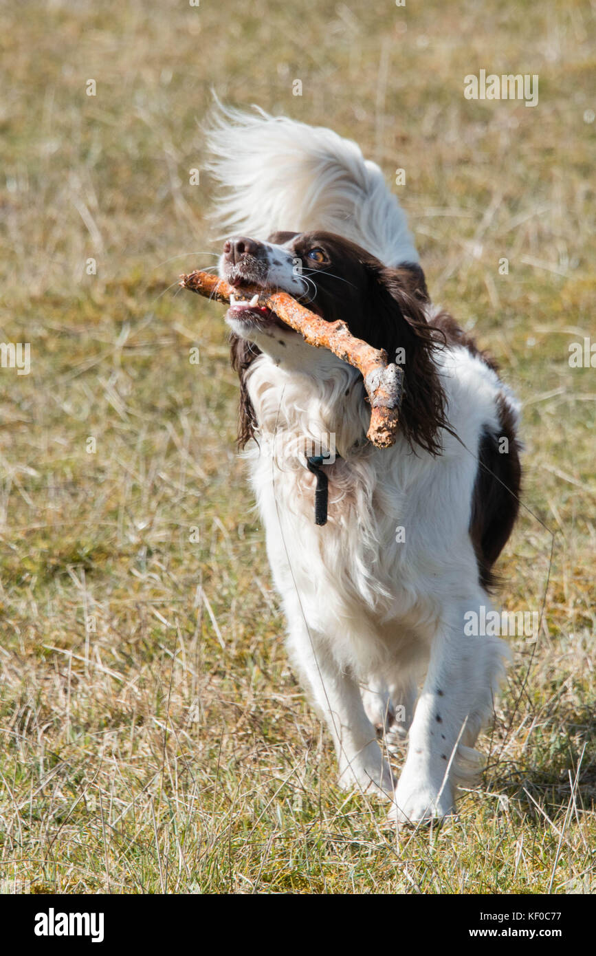A playful springer spaniel carrying a stick Stock Photo - Alamy