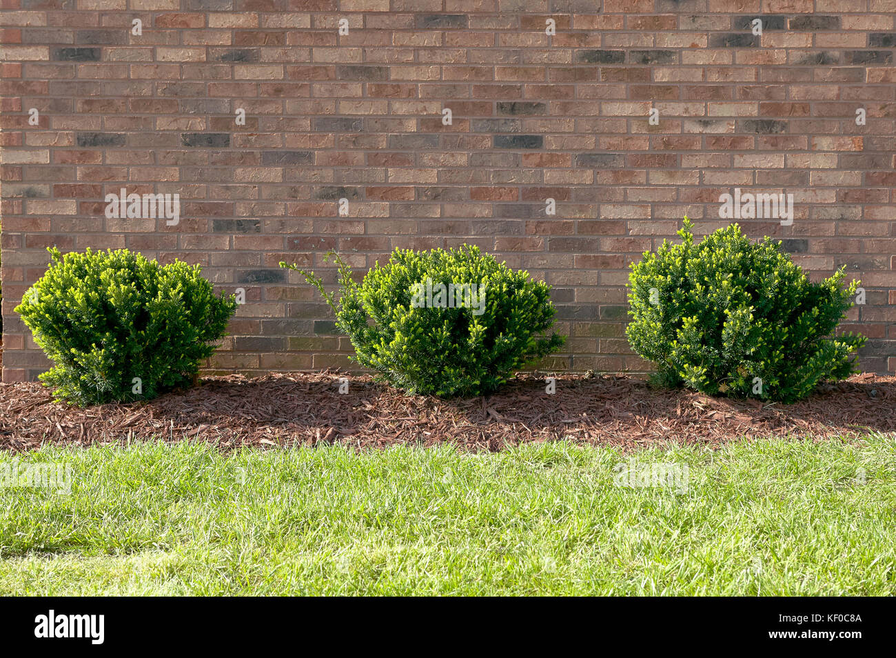 Three green shrubs in a row with brick wall in background Stock Photo ...
