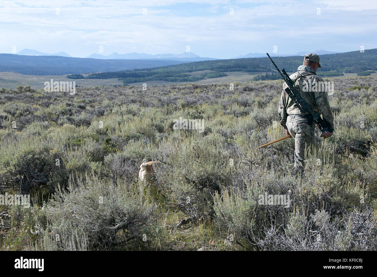Hunter carrying rifle walking with dog through field for coyote hunting ...