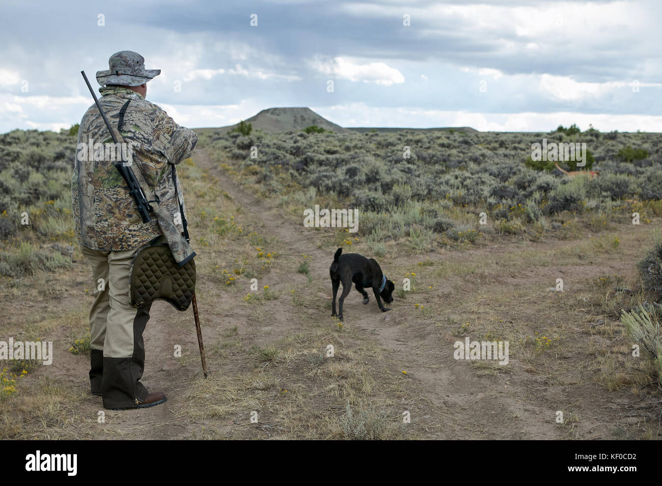 A hunter with rifle wearing camouflage following a tracking dog in a ...