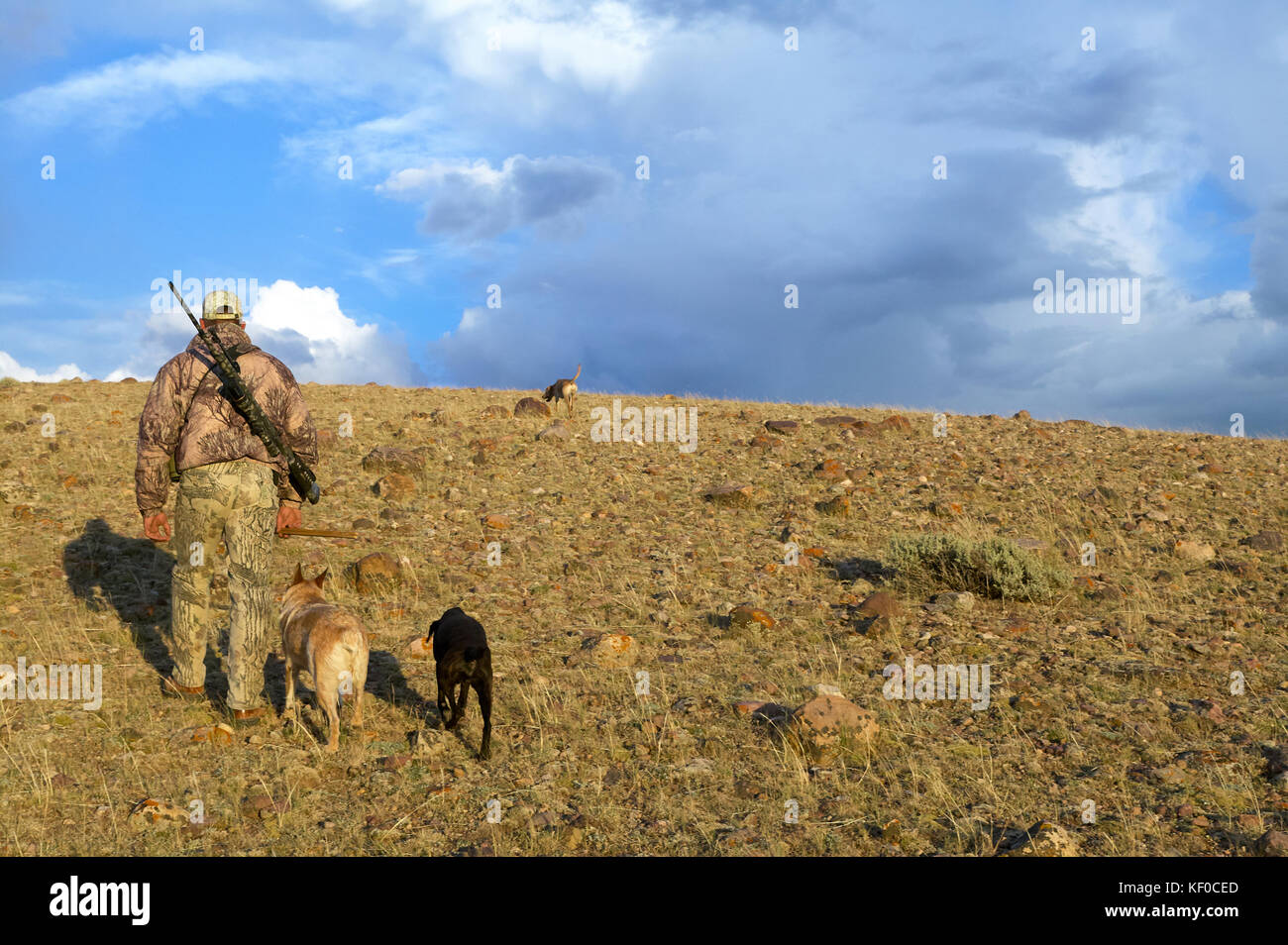 An American hunter with rifle, dressed in camouflage clothing, hunting ...