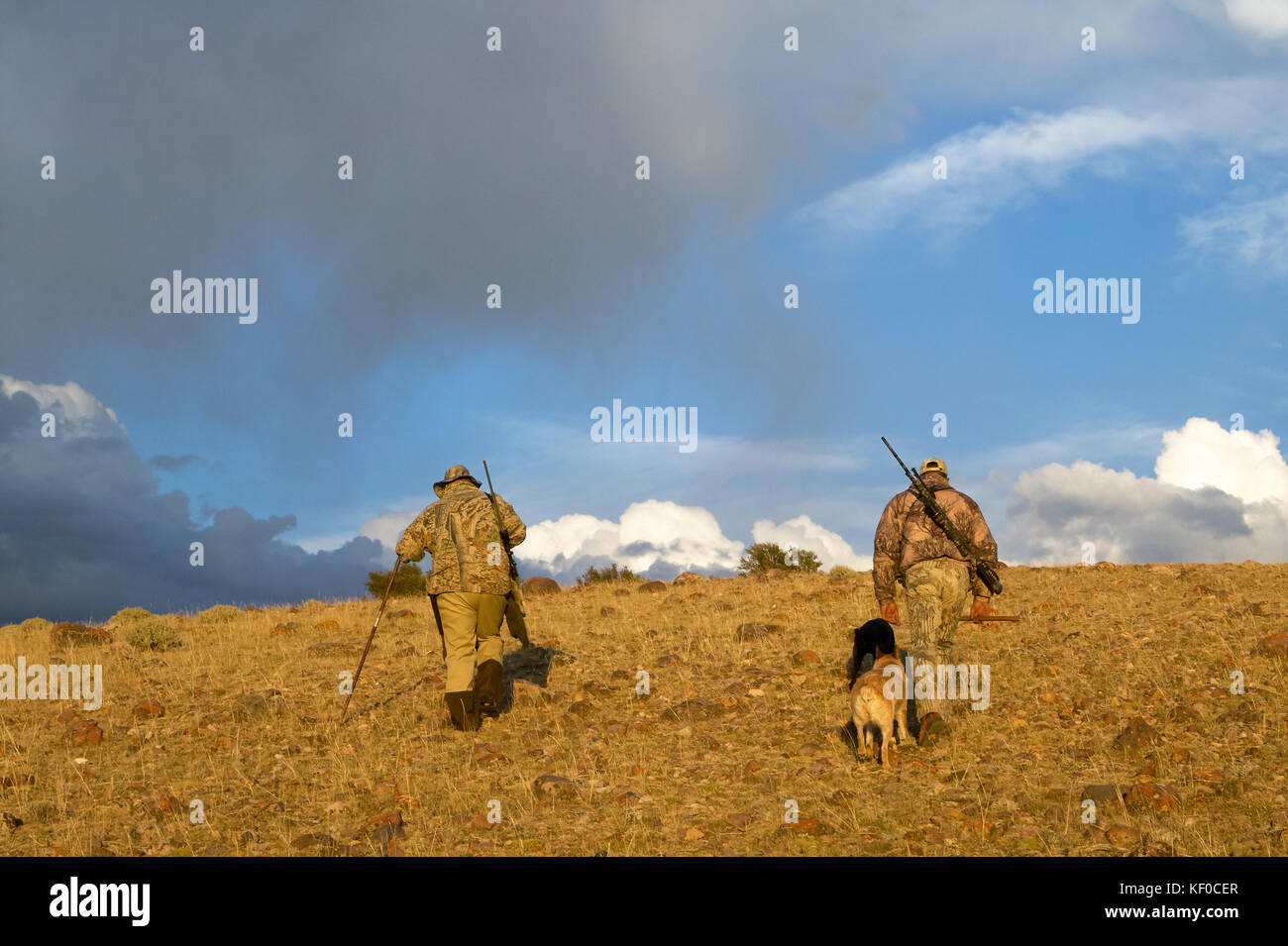 Two American hunters dressed in camouflage with rifles, hiking in an ...