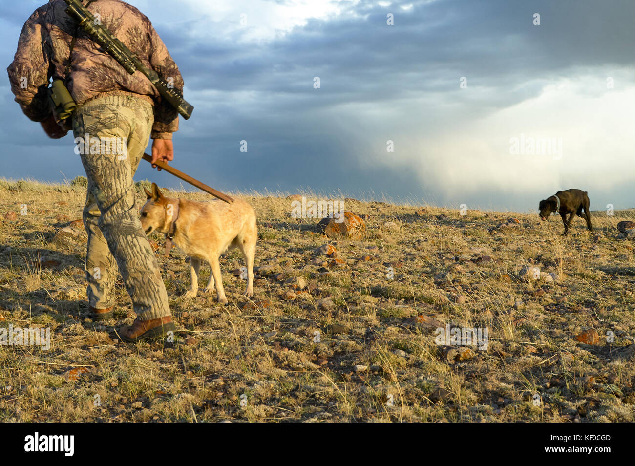 A camouflaged hunter with rifle and tracking dogs, hiking in an arid ...