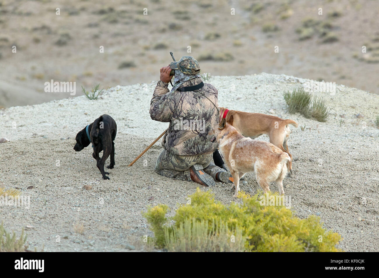 A stealthy, camouflaged hunter with three tracking dogs, kneels and ...