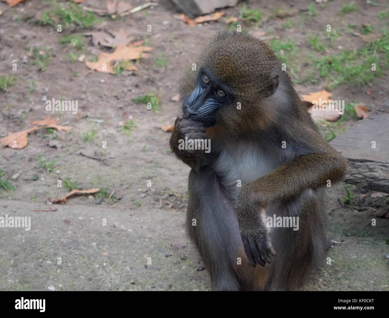 Portrait of a young mandrill monkey eating Stock Photo - Alamy