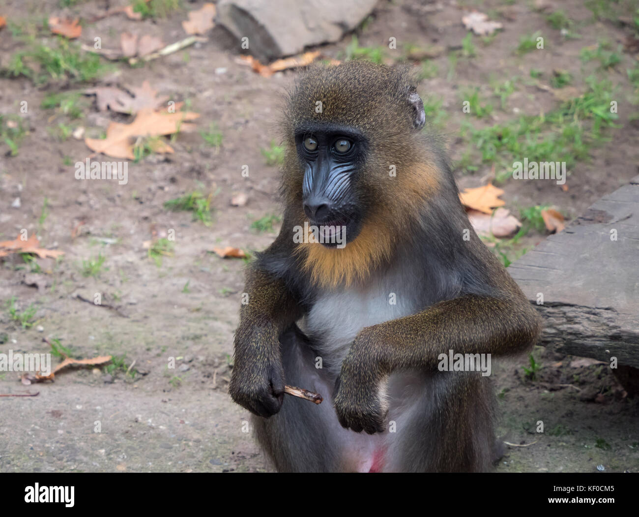 Portrait of a young mandrill monkey eating Stock Photo - Alamy