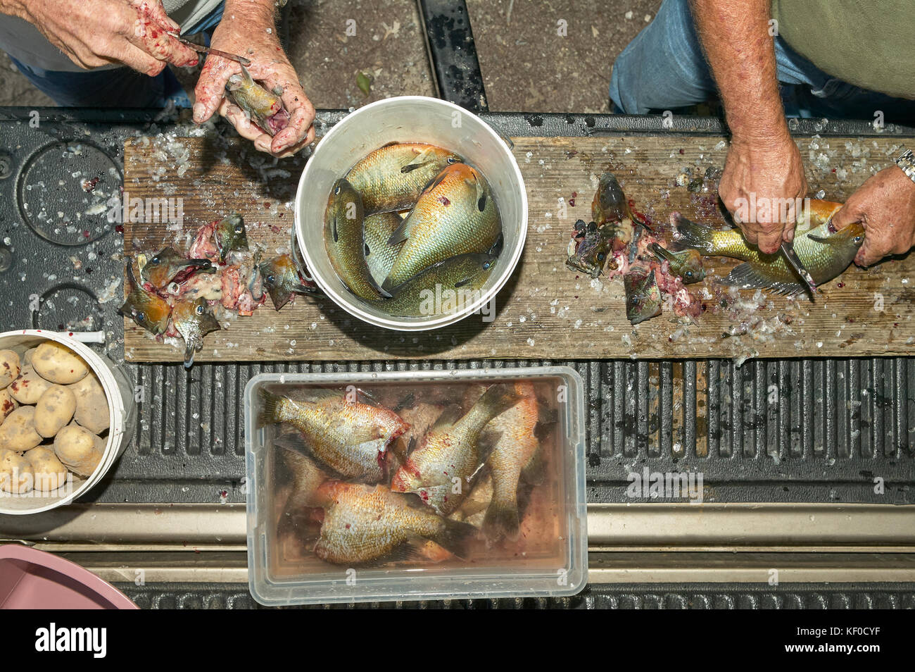 Two fishermen cleaning a catch of redbreast sunfish scaling, gutting ...