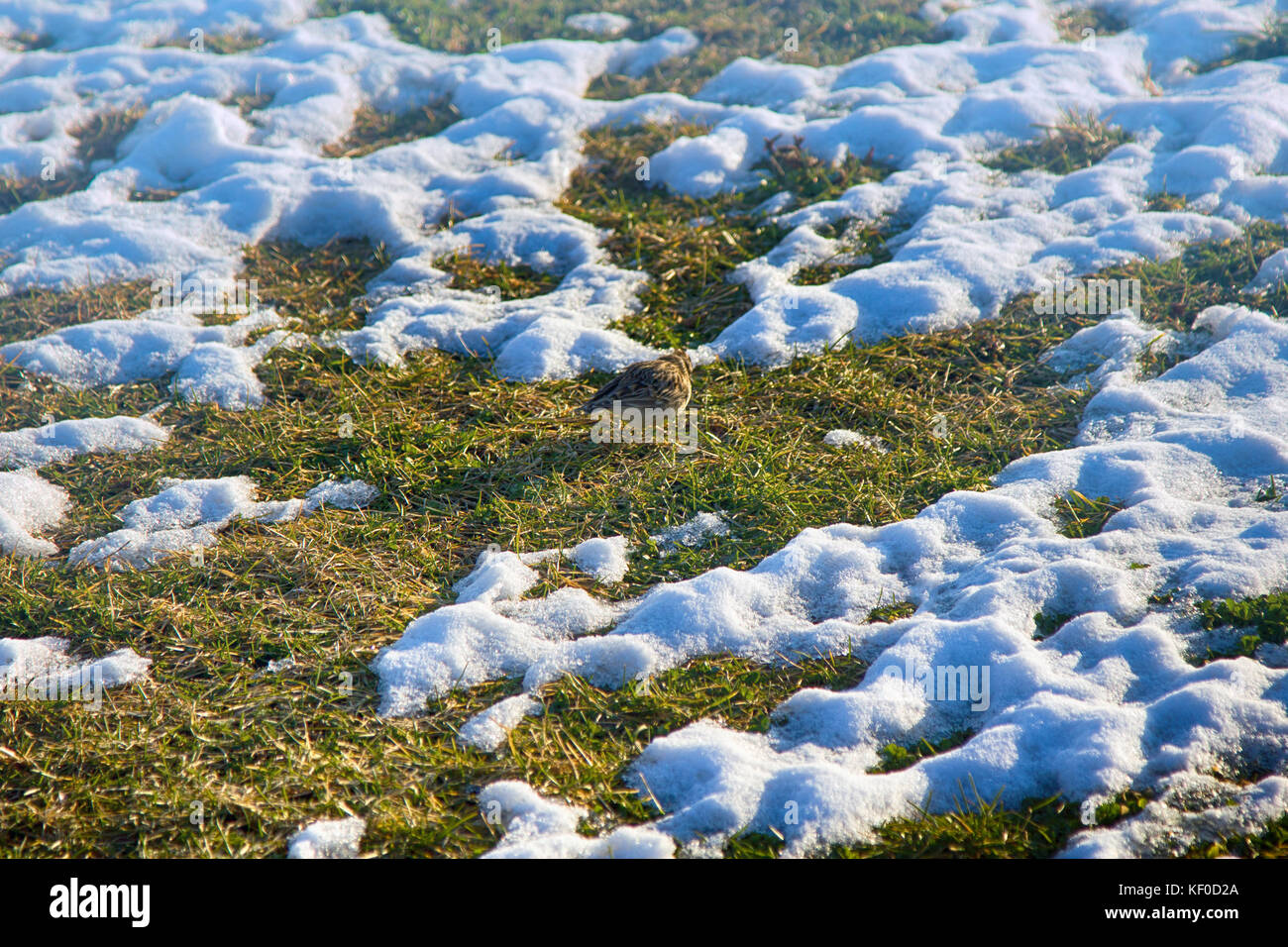 Herald Patch High Resolution Stock Photography and Images - Alamy
