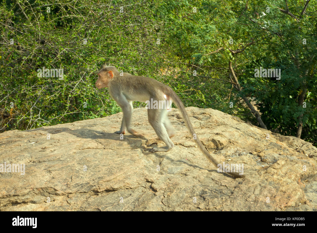 flock of Indian macaques in dry season. Young males remain aloof from ...