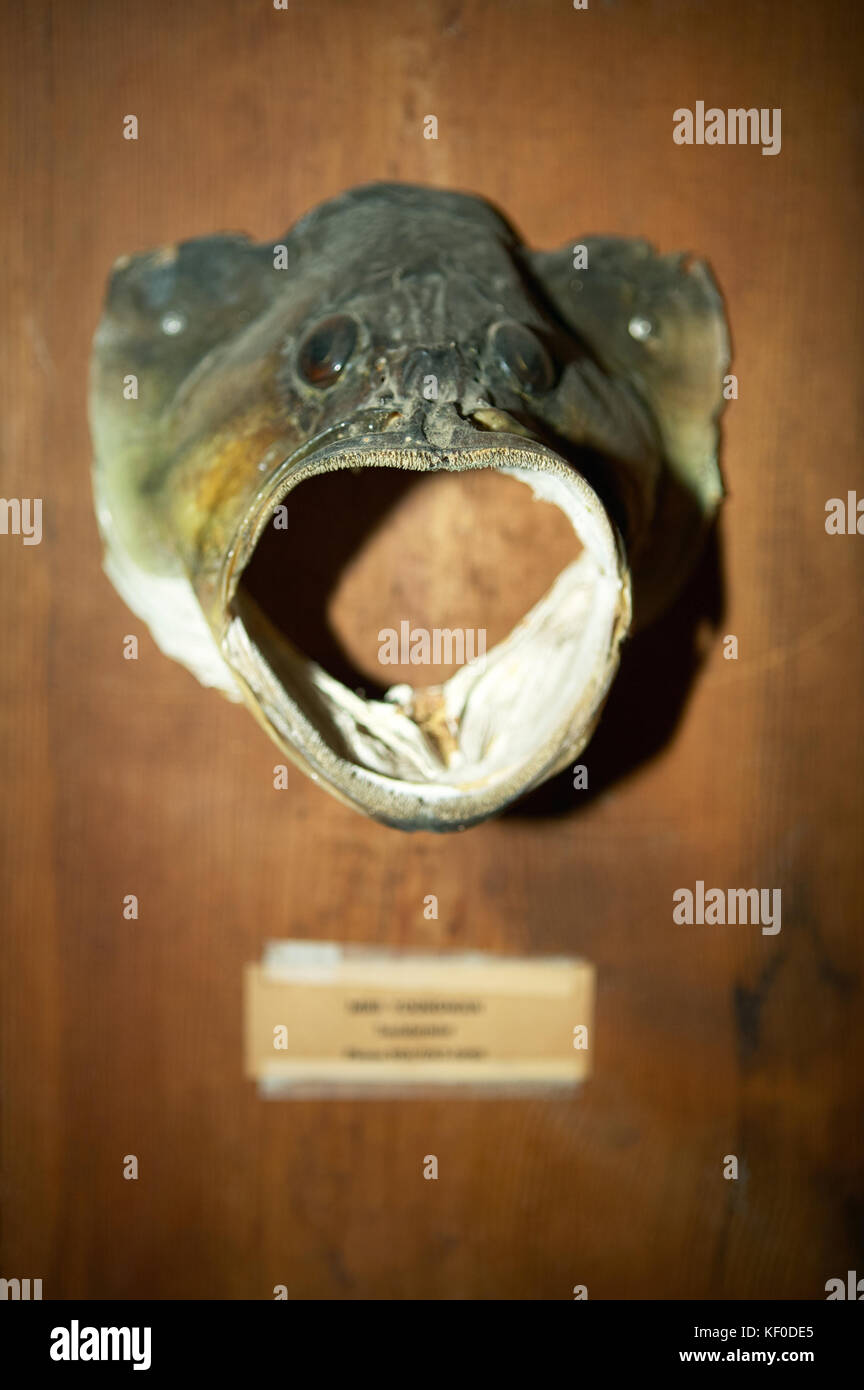 Close up of a large mouth bass fish head mounted as a trophy on a ...