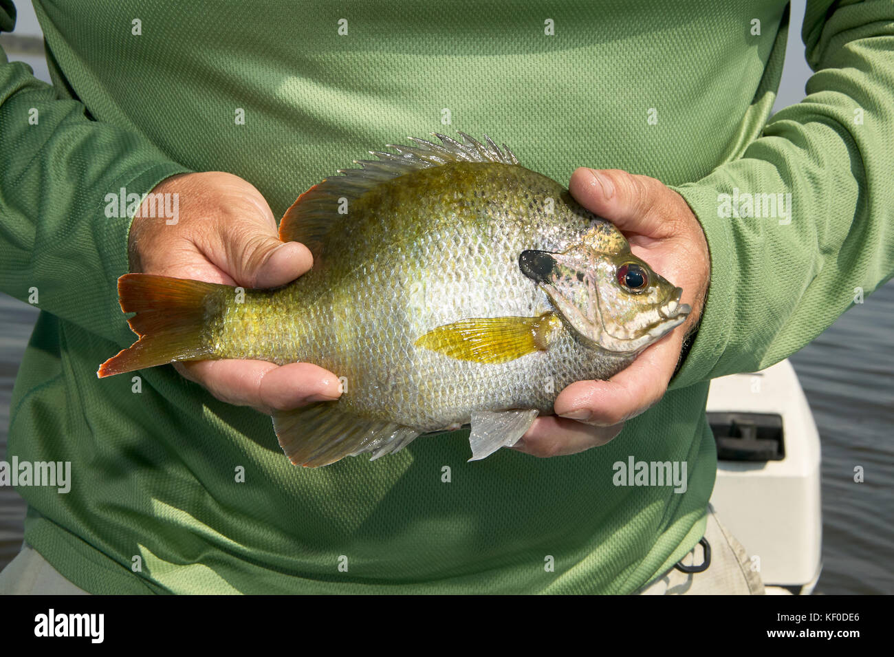 Person holding fresh bluegill fish, Lepomis macrochirus Stock Photo - Alamy