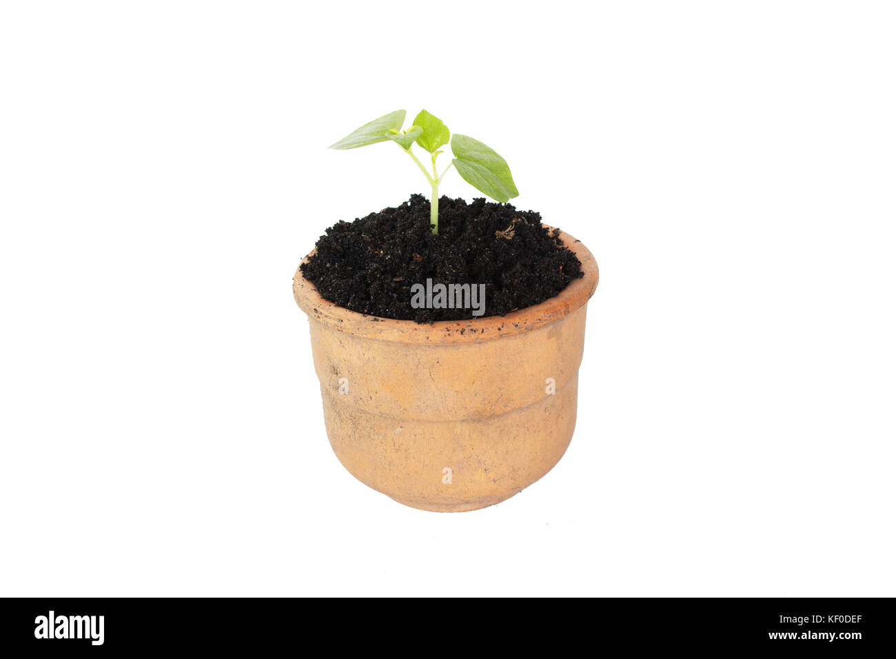 The Small potted trees, isolate, white background Stock Photo - Alamy