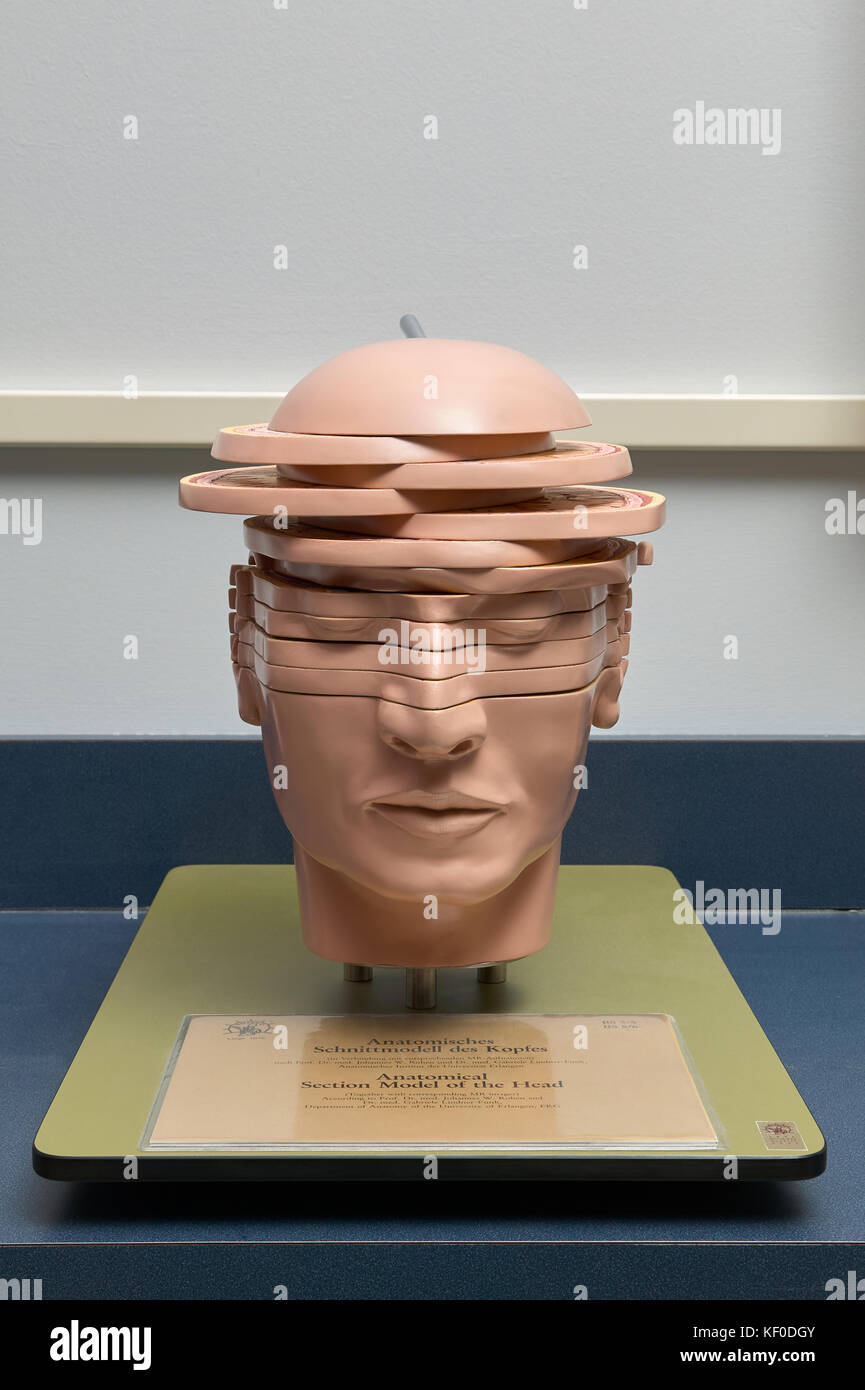 An anatomical, cross-sectioned human head educational model Stock Photo ...