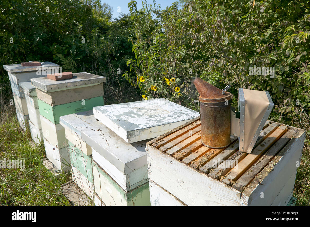 Honey bee farming wooden boxes in a natural outdoor setting with bee ...