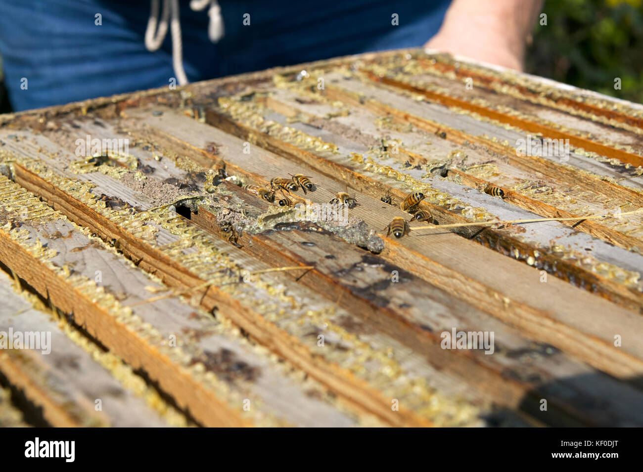 A close up of worker bees in a wooden bee-keeping box on a honey bee ...