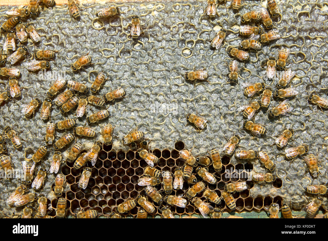 A close up of busy honey worker bees in their hive swarming over a ...