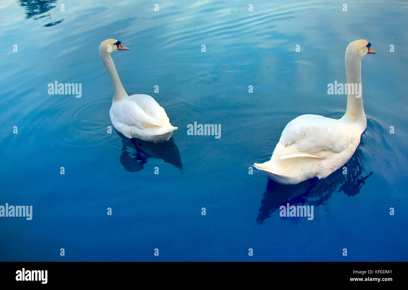 Mute Swan said most beautiful Regal bird because it effectively reveals ...