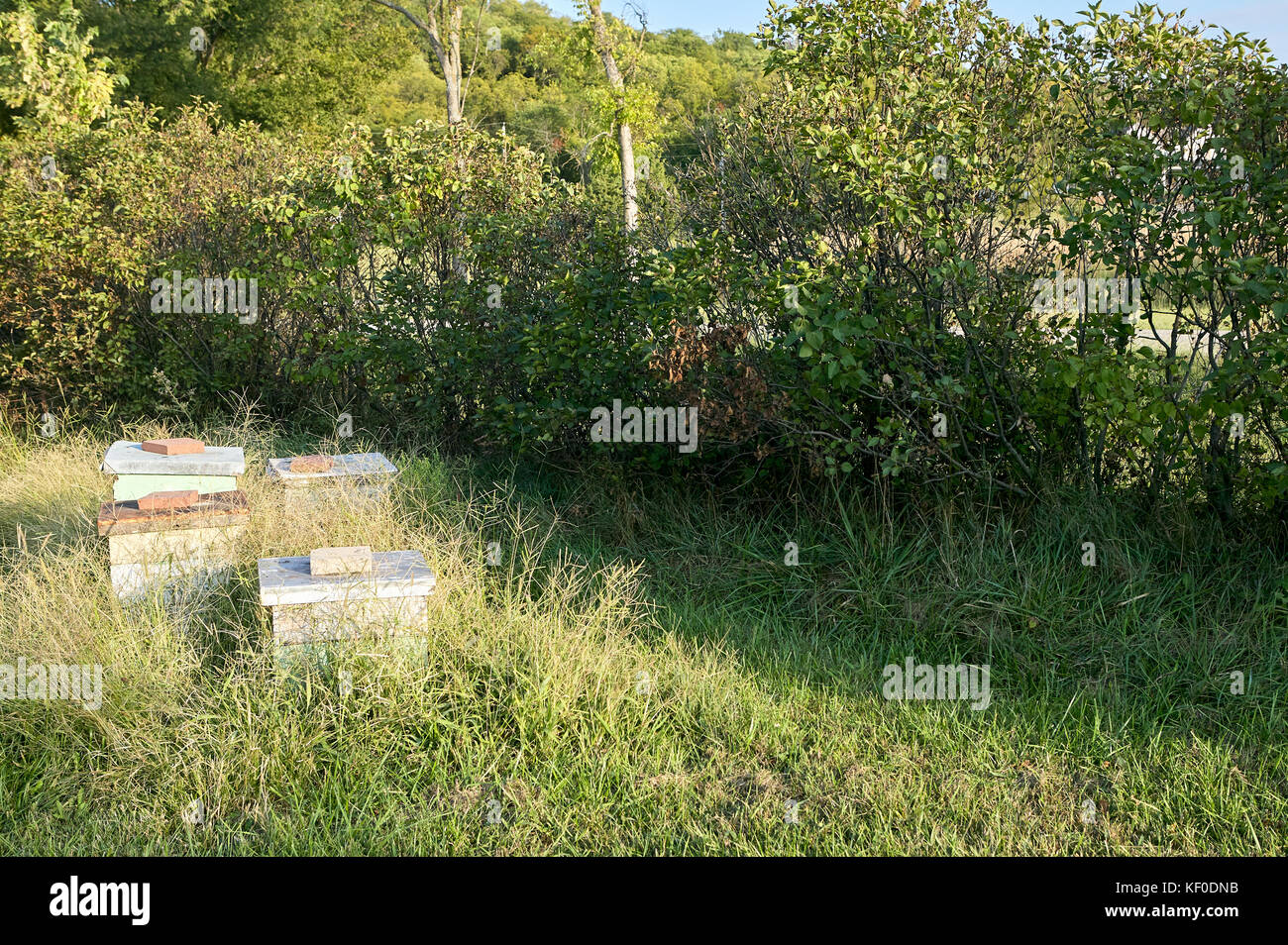 Honey bee farming wooden boxes in a natural overgrown outdoor setting ...