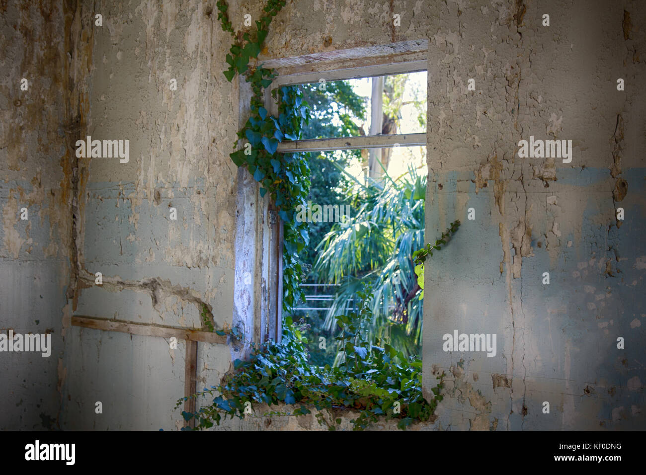 Ghost town captured wildlife plants home window climb Stock Photo - Alamy