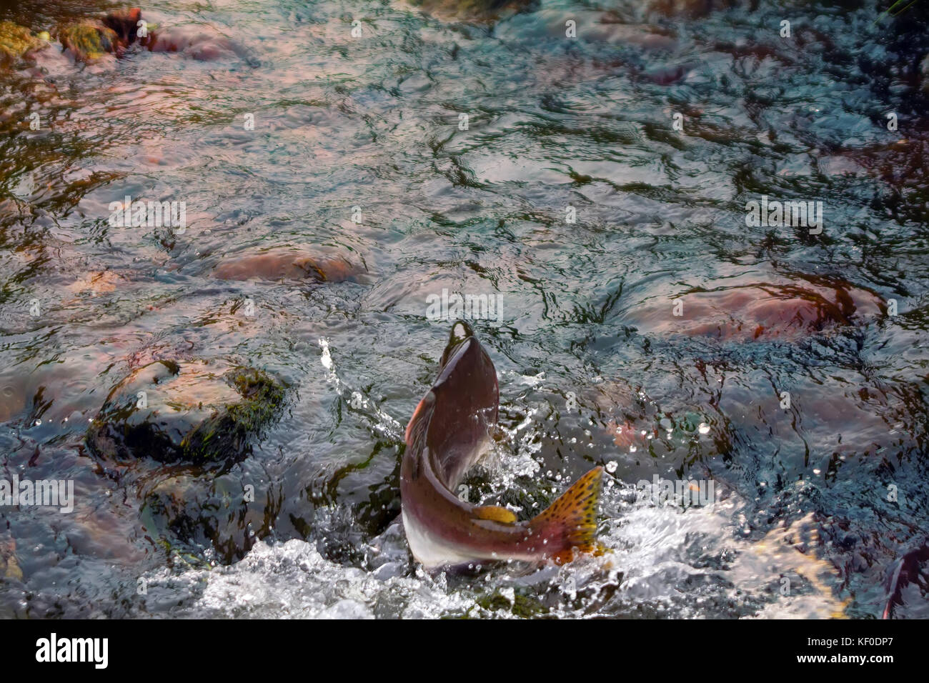 when the salmon are running - humpback salmon (Oncorhunchus gorbusha ...