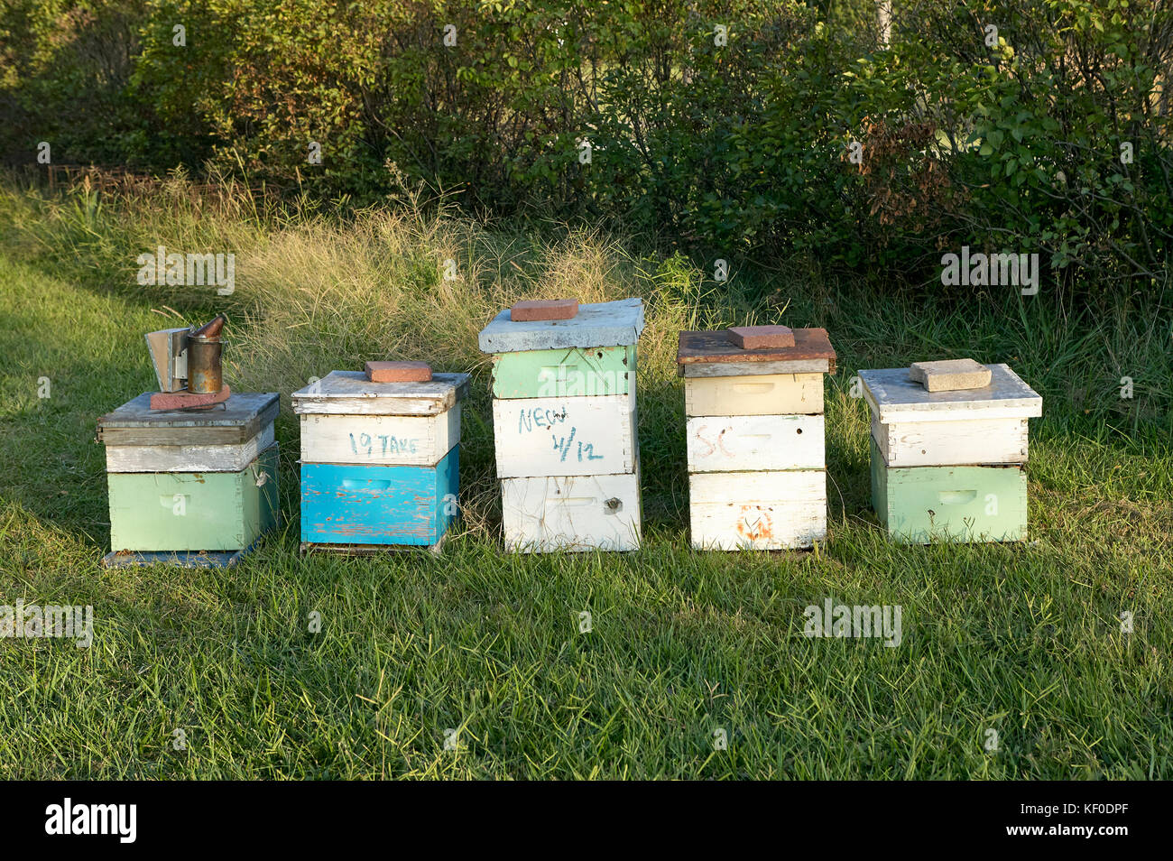 Honey bee farming wooden boxes in a natural outdoor setting with bee ...