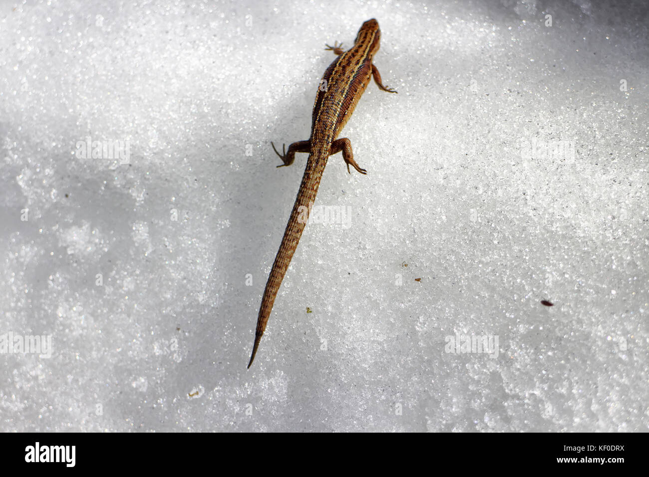 Pregnant Viviparous Lizard wakes up and crosses snowy surface Stock ...
