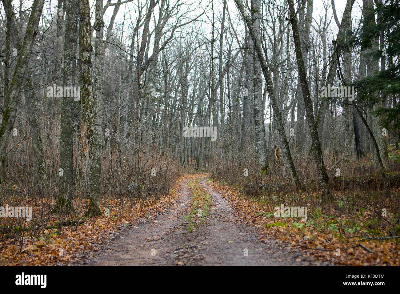 An off-road dirt track winding through a sparse, winter wood forest in ...