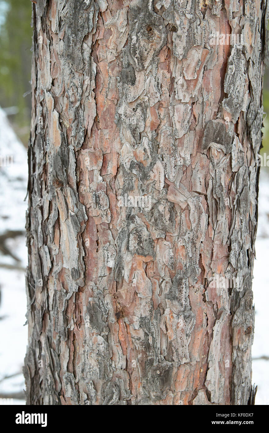 Flaky bark hi-res stock photography and images - Alamy