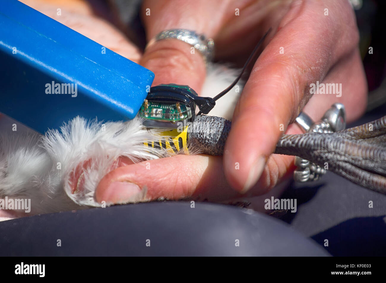 Science. Field research and methods of bird marking. Ornithologist ...