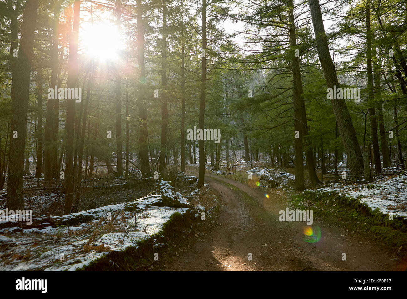 Sun shining through trees in snow-capped forest, Michigan, USA Stock ...