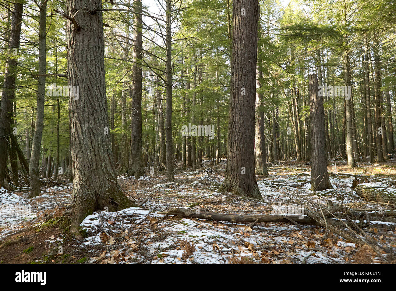 First winter snow in a Michigan forest with a light smattering lying on ...