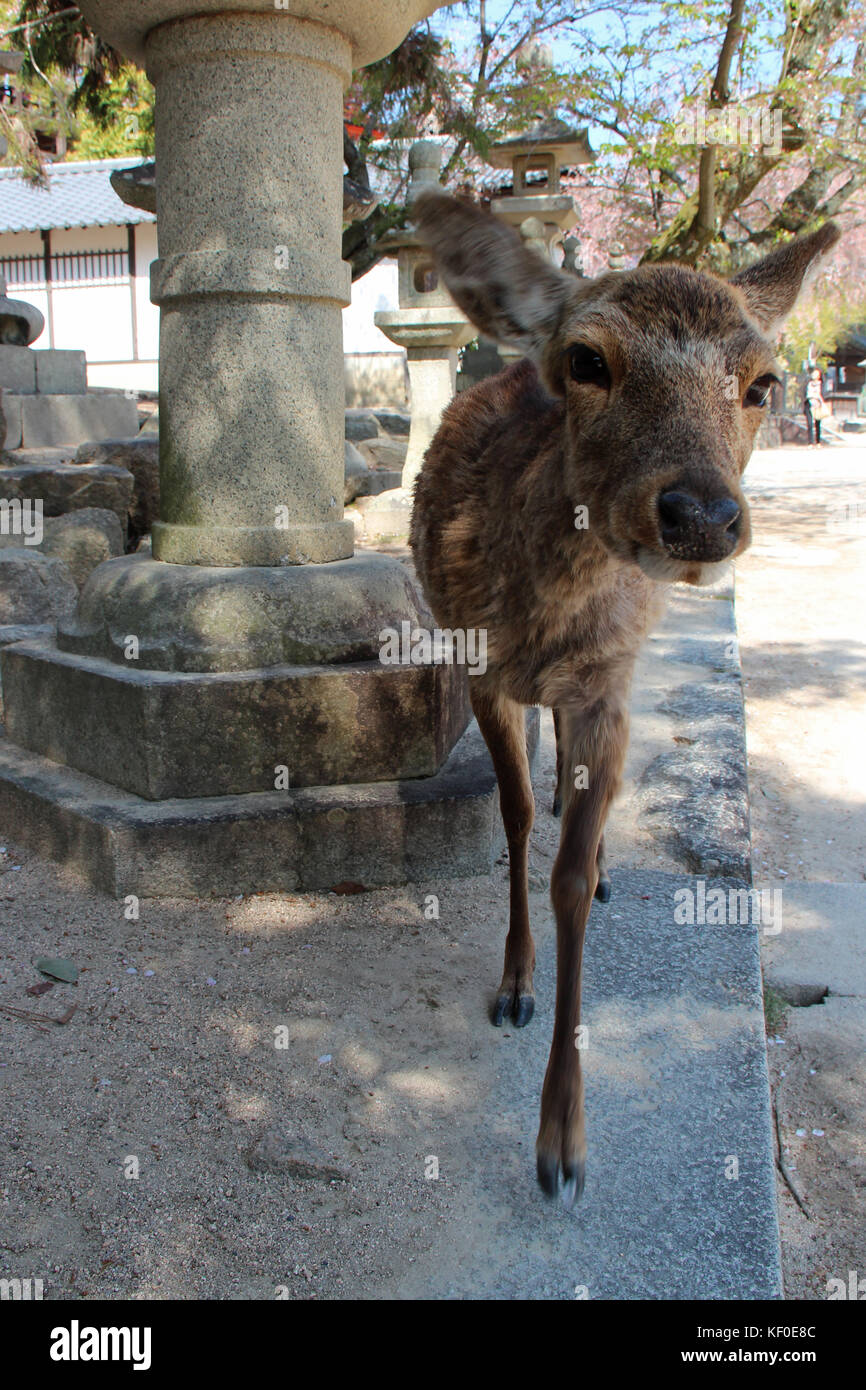A deer in Miyajima (Japan Stock Photo - Alamy